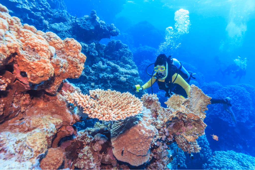 Giant Coral Found in Great Barrier Reef – Santa Praia